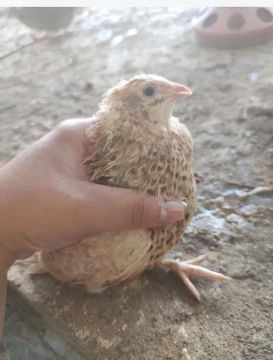 "codornas gigantes" - Outros animais no Brasil