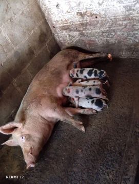 "filhotes de porcos" - Outros animais no Brasil