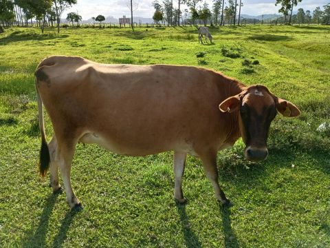 "vaca jersey" - Animais para agropecuária no Brasil