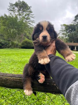 "filhotes de bernese" - Cachorros no Brasil