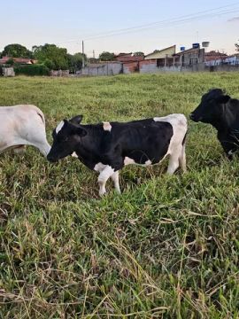 "mini vaca" - Animais para agropecuária no Brasil