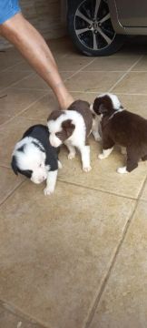 "bode filhote" no Brasil