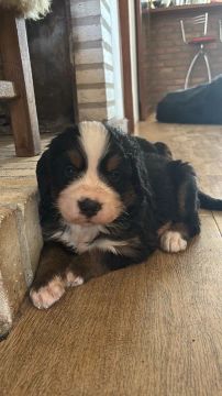 "filhotes de bernese" - Cachorros no Brasil