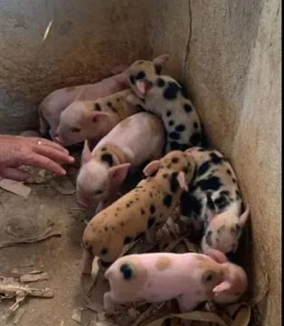 "filhotes de porcos" - Outros animais no Brasil