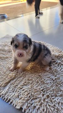 "bode filhote" no Brasil