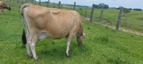 "vaca jersey" - Animais para agropecuária no Brasil