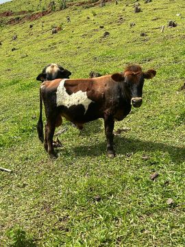 "boi mini boi" - Animais para agropecuária no Brasil