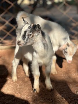"mini cabras" no Brasil
