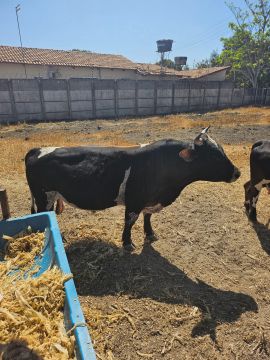 "mini cavalos" no Brasil