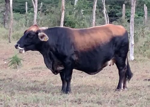 "boi mini boi" - Animais para agropecuária no Brasil