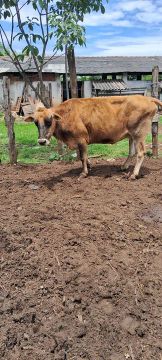 "vaca jersey" - Animais para agropecuária no Brasil