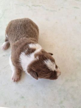 "bode filhote" no Brasil