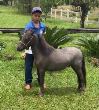 "mini ponei" no Brasil