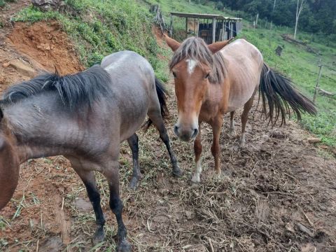 "potros e potras" no Brasil