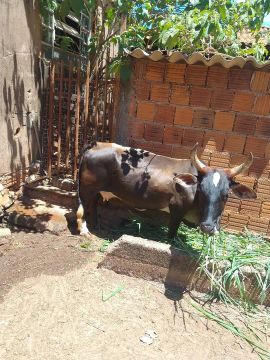 "mini cabras" no Brasil