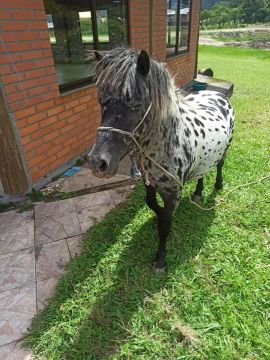 "venda de ponei" no Brasil