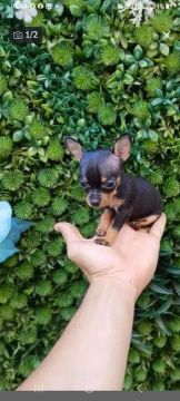 "pinscher 00 miniatura" - Cachorros no Brasil
