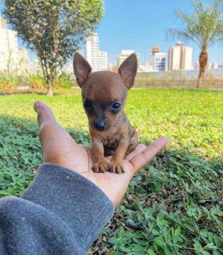 "pinscher 00 miniatura" - Cachorros no Brasil