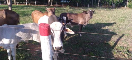 "boi mini boi" - Animais para agropecuária no Brasil