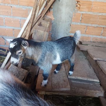 "mini cabras" no Brasil