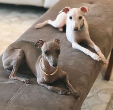 "galgo italiano" no Brasil