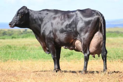 "vacas gir leiteiro" no Brasil