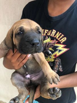 "filhote fila" - Cachorros no Brasil