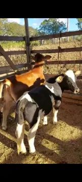"mini vaca" - Animais para agropecuária no Brasil