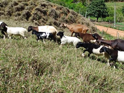 "ovelha santa ines" - Animais para agropecuária no Brasil