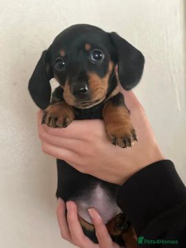 "filhotes de cofape" - Cachorros no Brasil