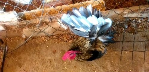 "garnizes nagasaki" no Brasil