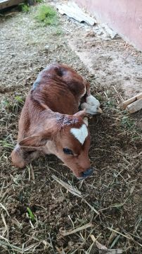 "vaca jersey" - Animais para agropecuária no Brasil