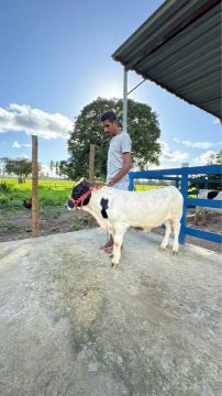 "boi mini boi" - Animais para agropecuária no Brasil