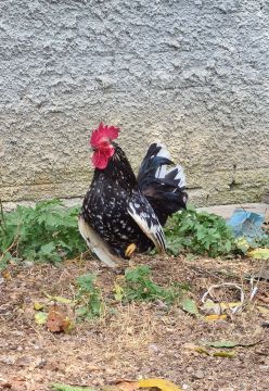 "garnizes" no Brasil