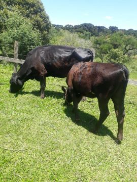 "vaca jersey" - Animais para agropecuária no Brasil