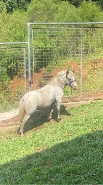 "mini ponei" no Brasil