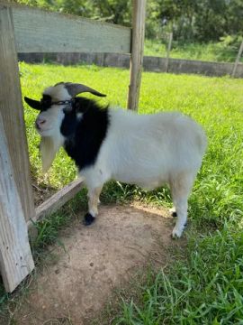 "mini cabras" no Brasil