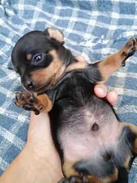 "pinscher 0" - Cachorros no Brasil