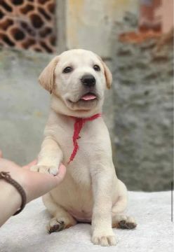 "filhote labrador puro" - Cachorros no Brasil