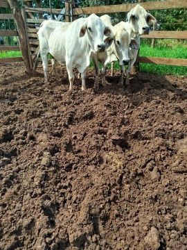 "boi mini boi" - Animais para agropecuária no Brasil
