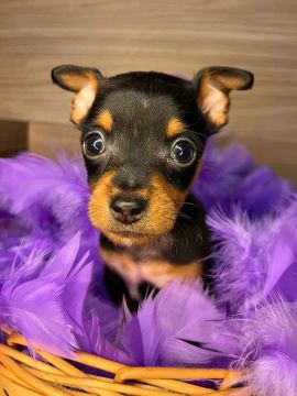 "pinscher 0" - Cachorros no Brasil