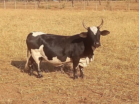 "boi mini boi" - Animais para agropecuária no Brasil