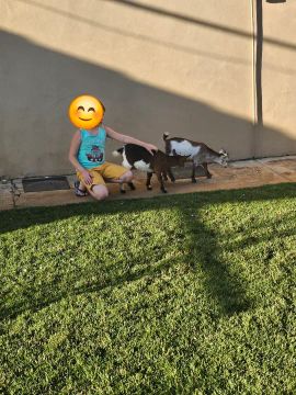 "mini cabras" no Brasil