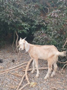 "bode filhote" no Brasil