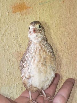 "filhotes de codornas" - Outros animais no Brasil
