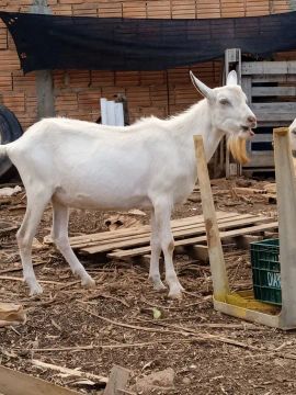"cabras e cabritos" no Brasil