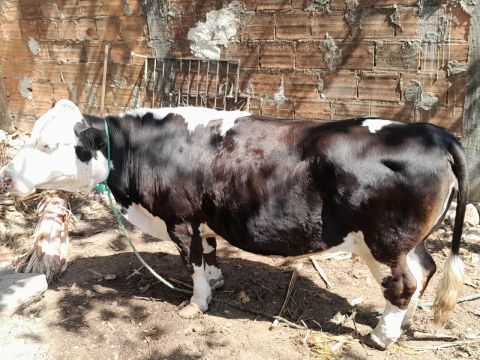 "mini vaca" - Animais para agropecuária no Brasil