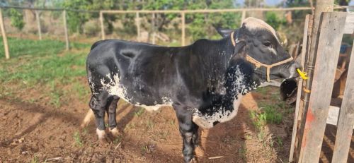 "boi mini boi" - Animais para agropecuária no Brasil