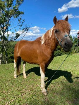 "mini cavalos" no Brasil