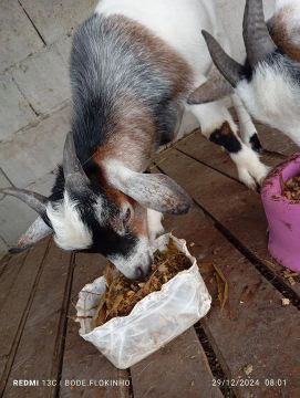 "bode filhote" no Brasil